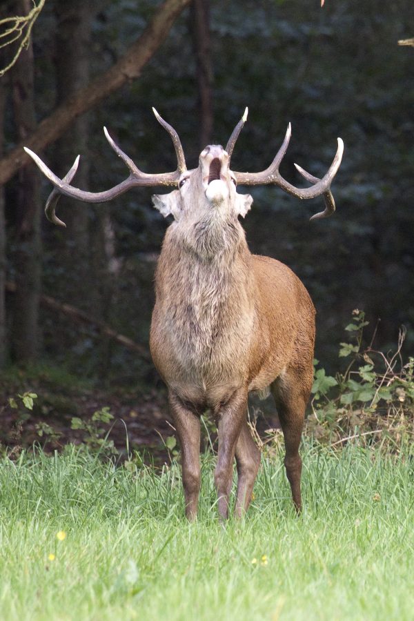 HET LANDGOED – Landgoed Staverden